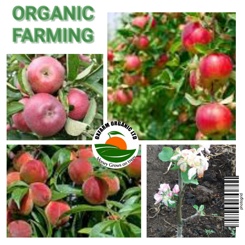 Organic Apple Farming: A Delicious and Sustainable Choice – Wynter's ...