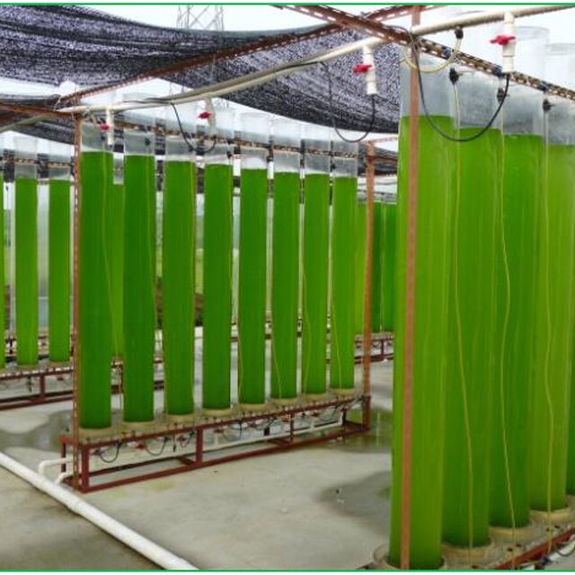 Unlocking the Green Gold: The Potential ROI in Home-Based Chlorella ...